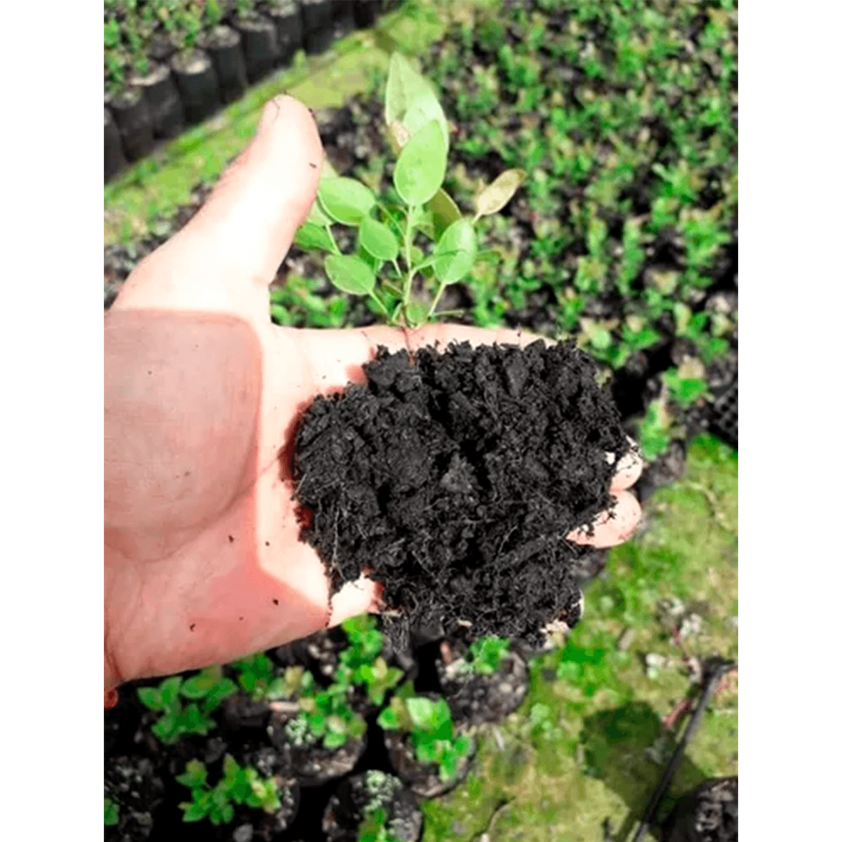 Sustrato Vegetal 35Lt Procort