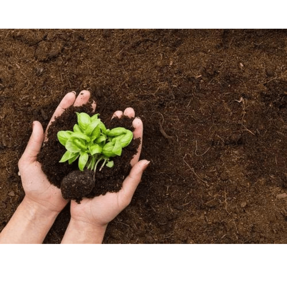 Sustrato Vegetal 35Lt Procort